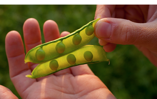 Field Pea Production | NDSU Agriculture